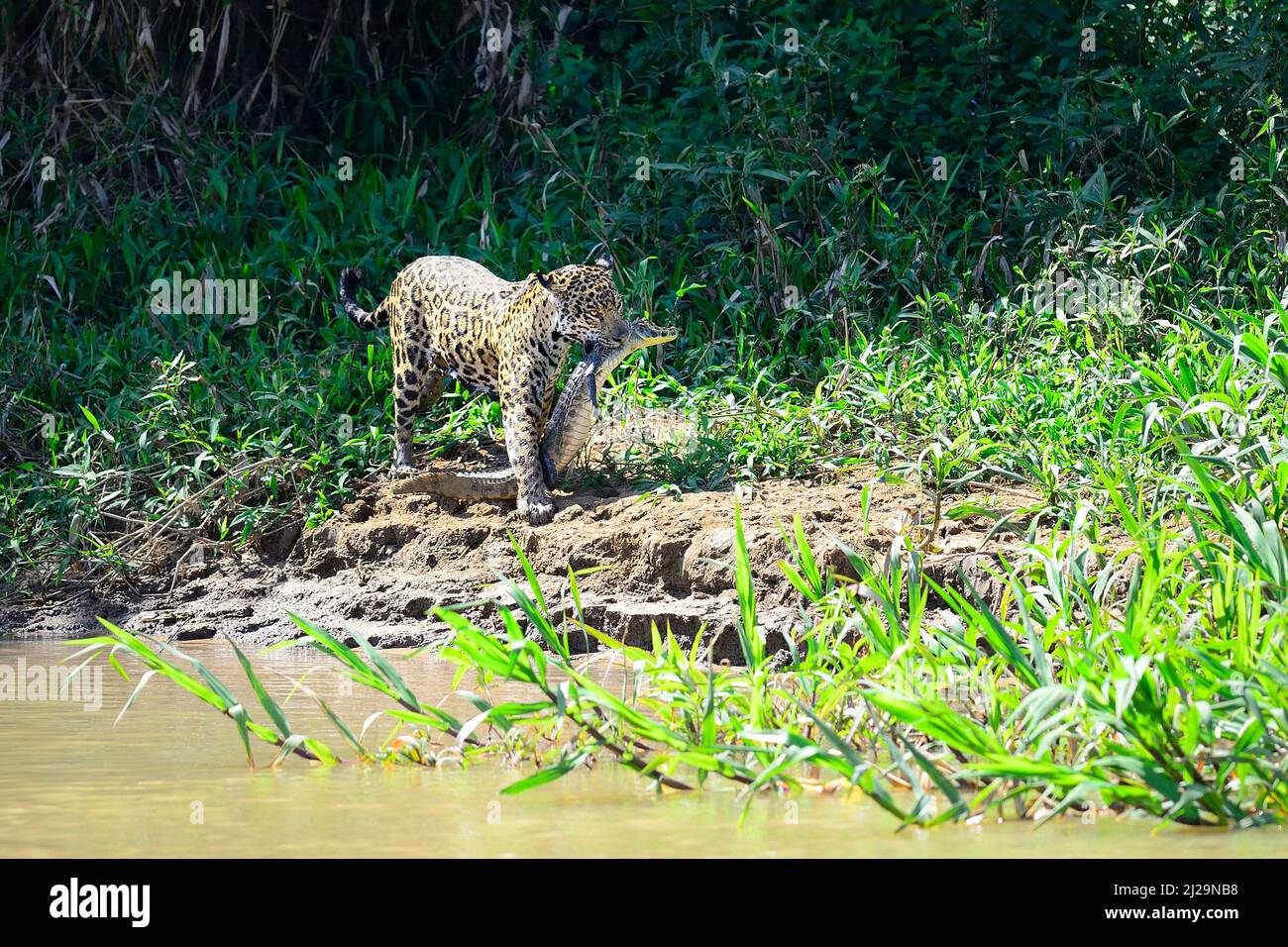 Jaguar prey catch hi-res stock photography and images - Alamy