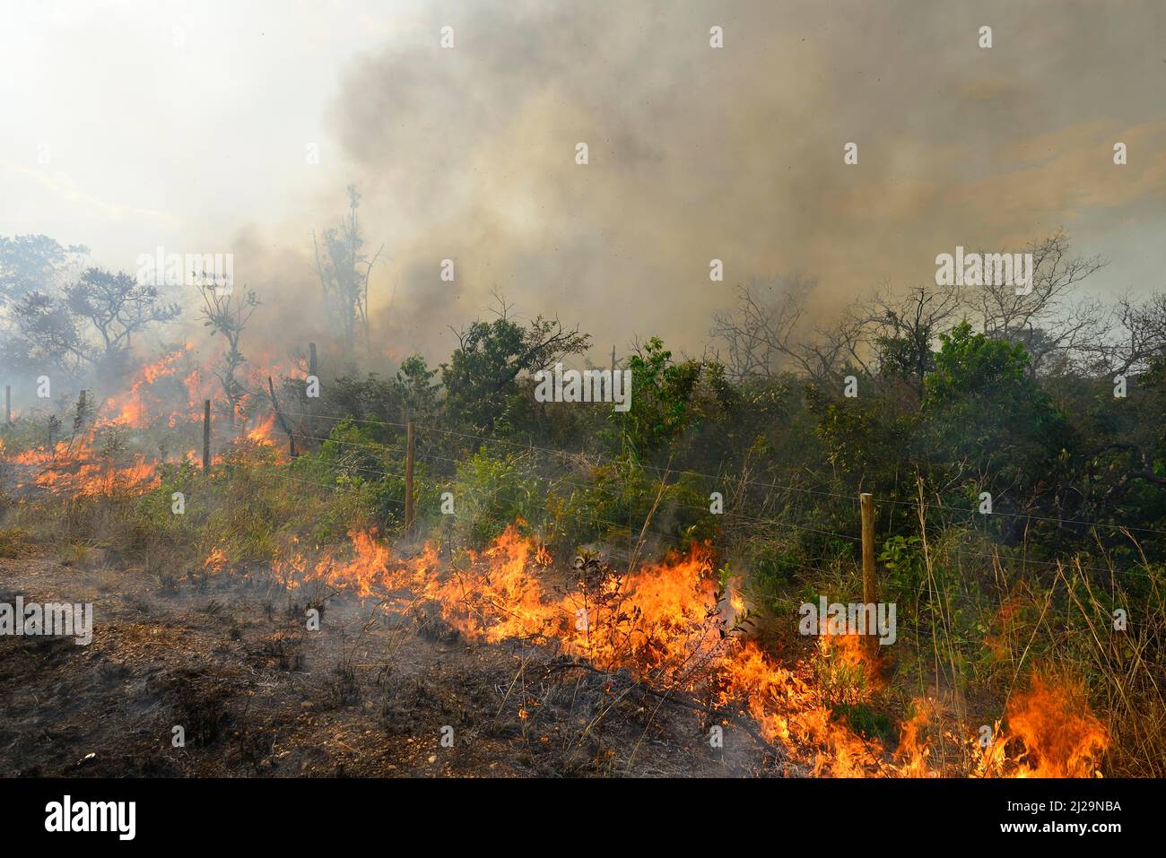 Burning vegetation in a bushfire, Chapada dos Guimaraes NP, Mato Grosso ...