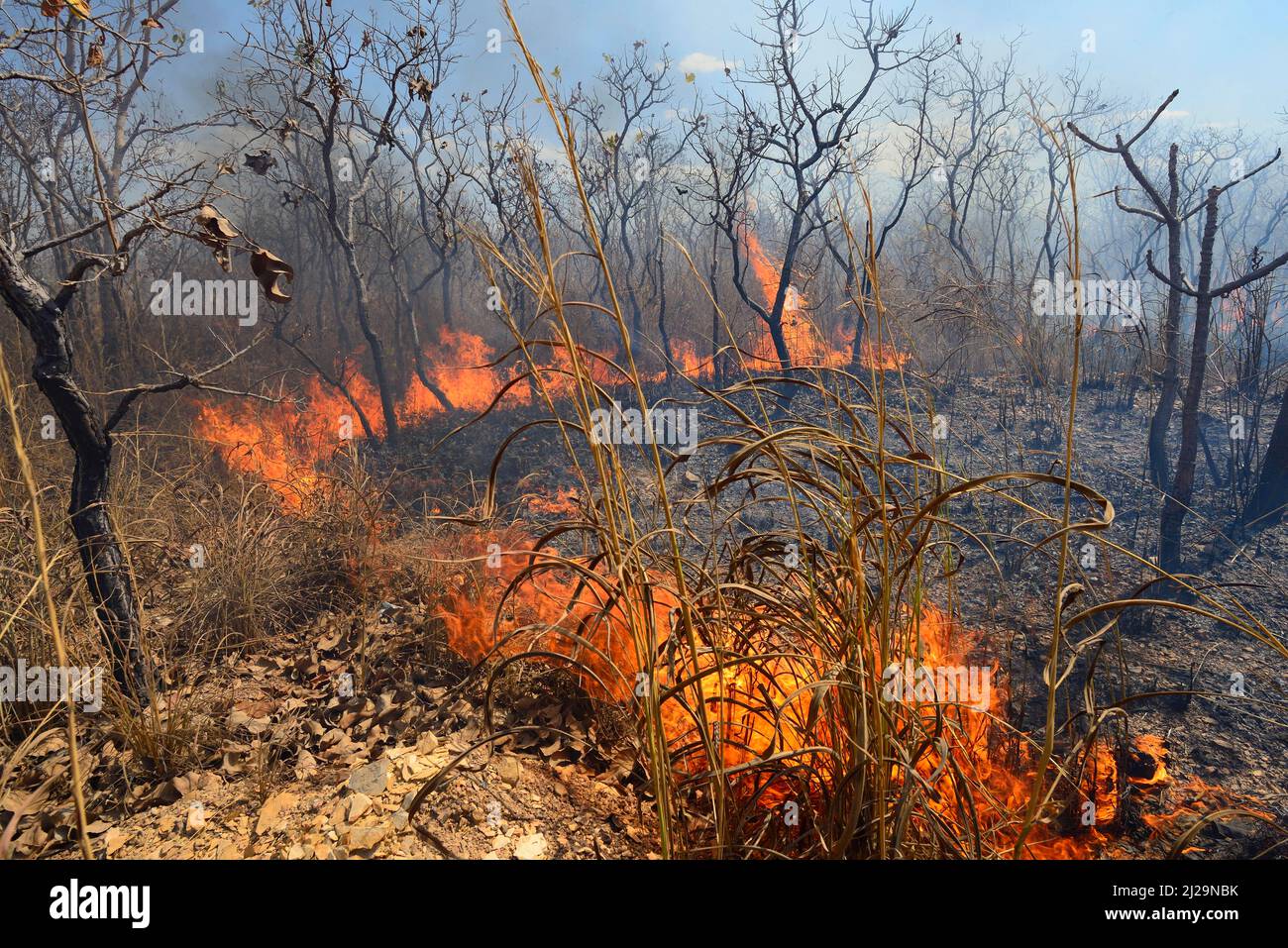 Burning vegetation in a bushfire, Chapada dos Guimaraes NP, Mato Grosso ...