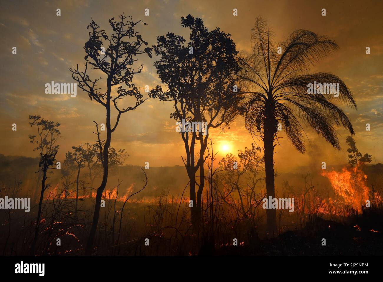 Burning vegetation in a bushfire at sunset, Chapada dos Guimaraes NP ...