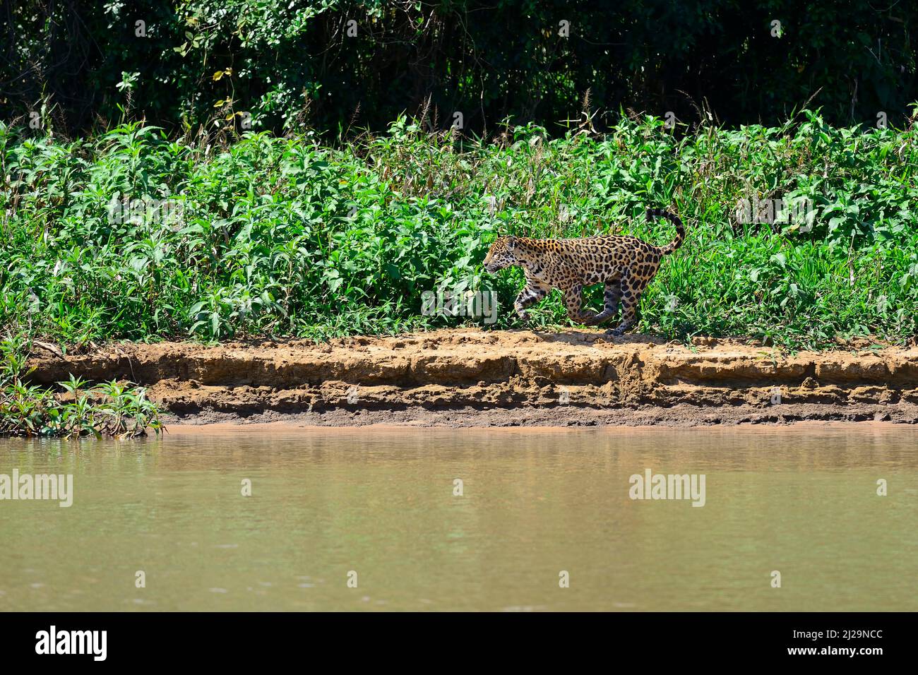 Leaping jaguar (Panthera onca) hunting, Pantanal, Mato Grosso, Brazil ...