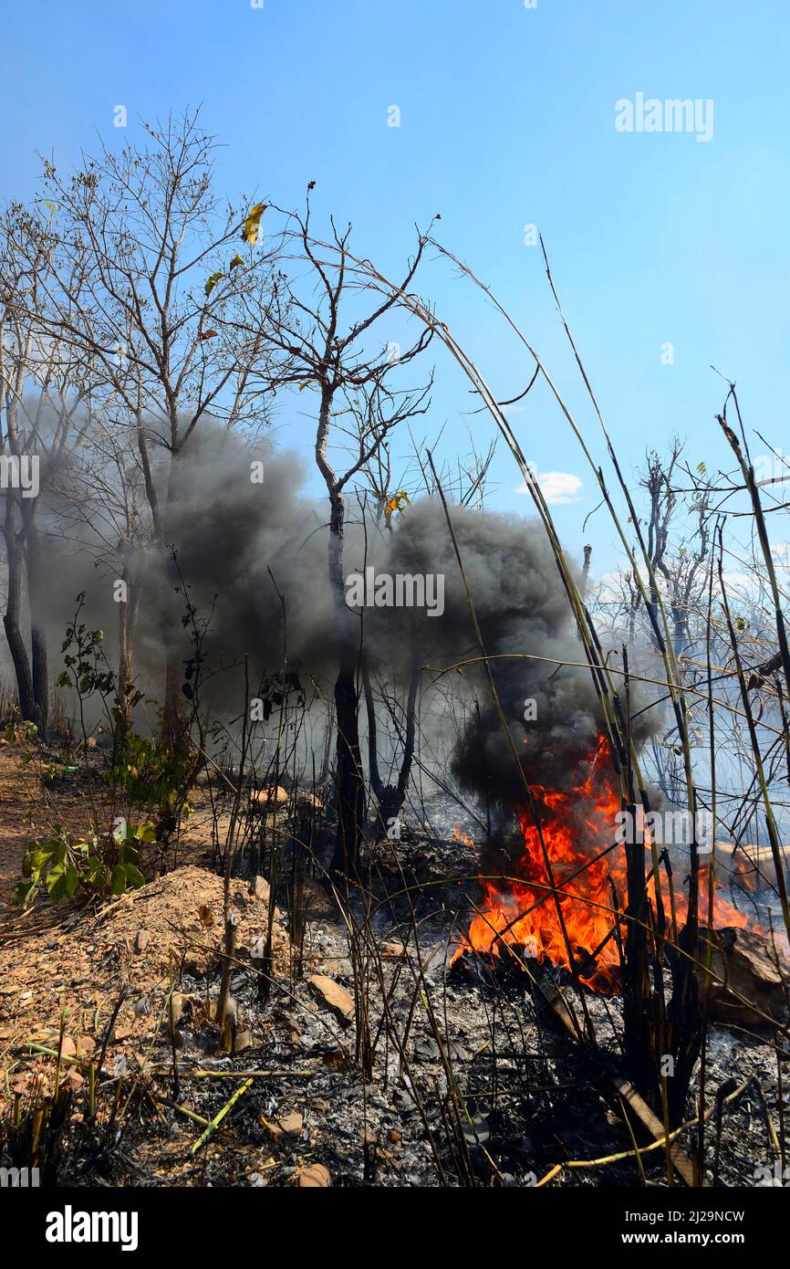 Burning vegetation in a bushfire, Chapada dos Guimaraes NP, Mato Grosso ...