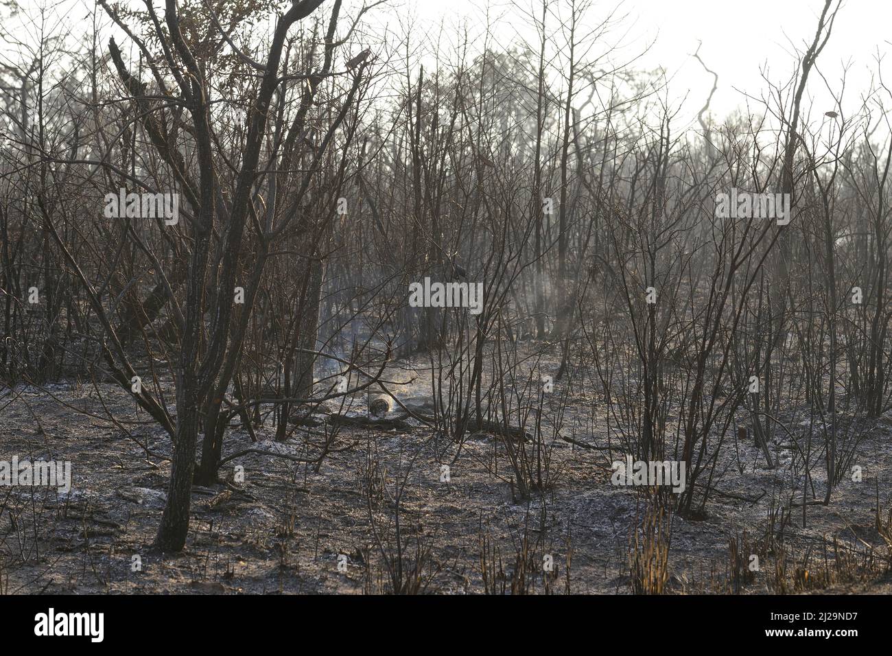 Charred vegetation after a bushfire, Chapada dos Guimaraes NP, Mato ...