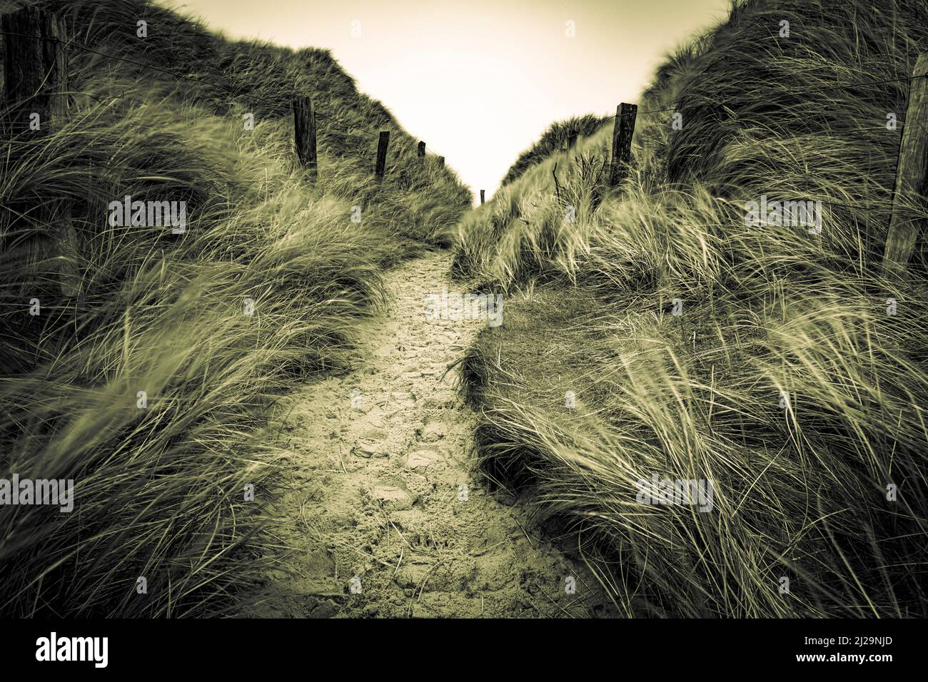 Sand path with dune grass and fence, Sylt West beach, List, Sylt Island ...