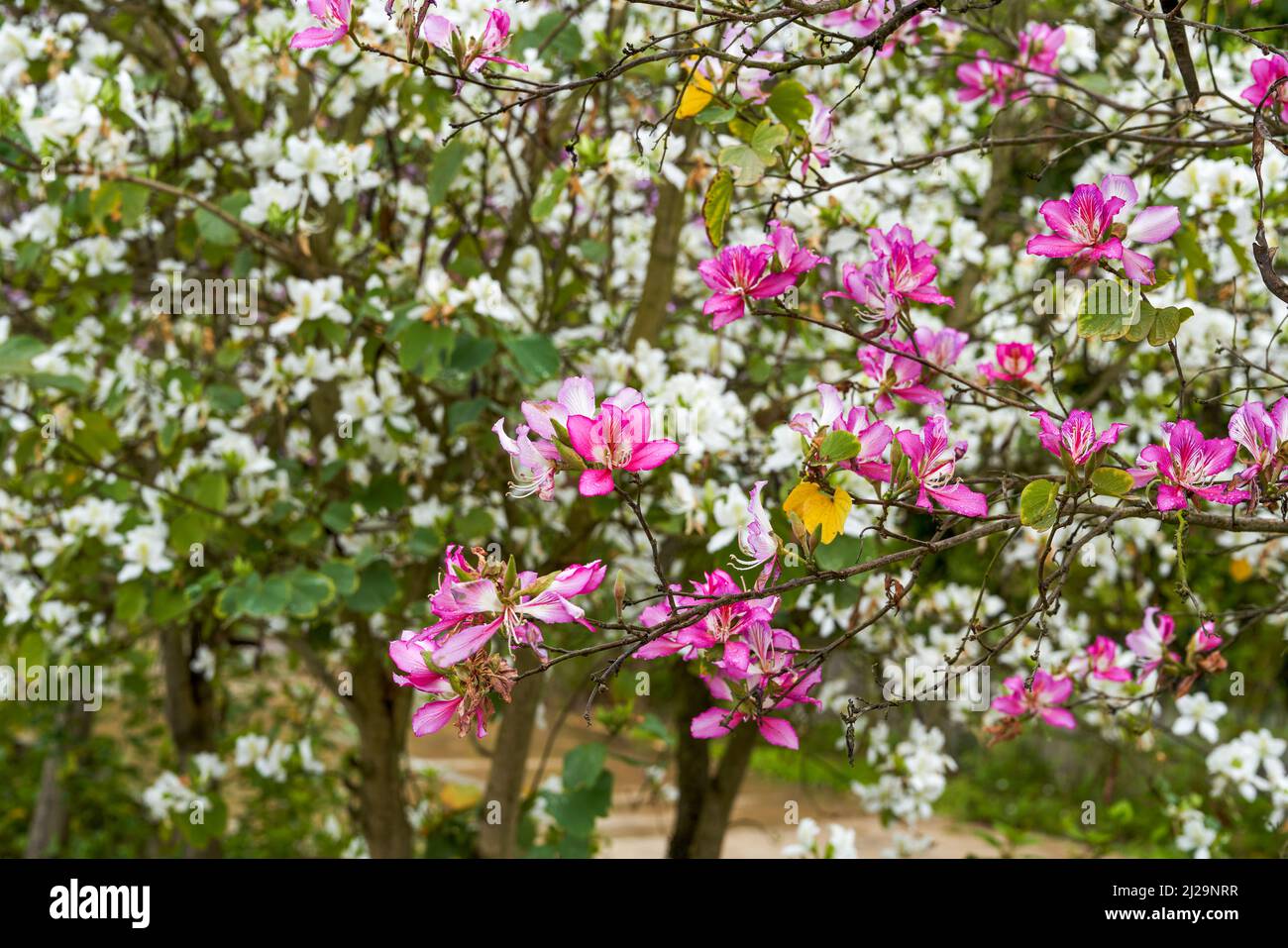 Close-up of beautiful blooming Bauhinia flowers planted on the side of ...