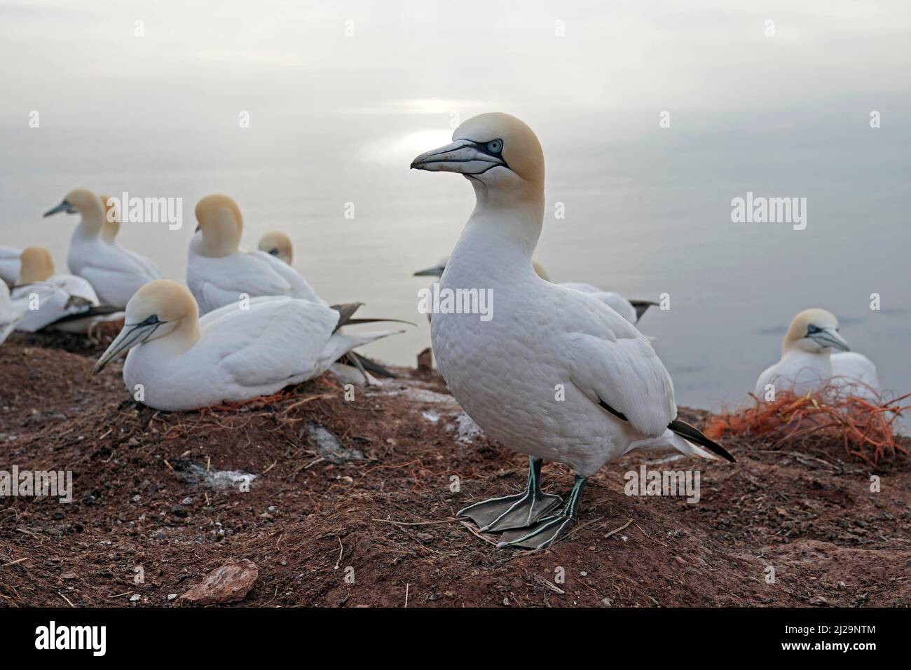 Northern gannet (Sula bassana) breeding colony, Helgoland Island ...