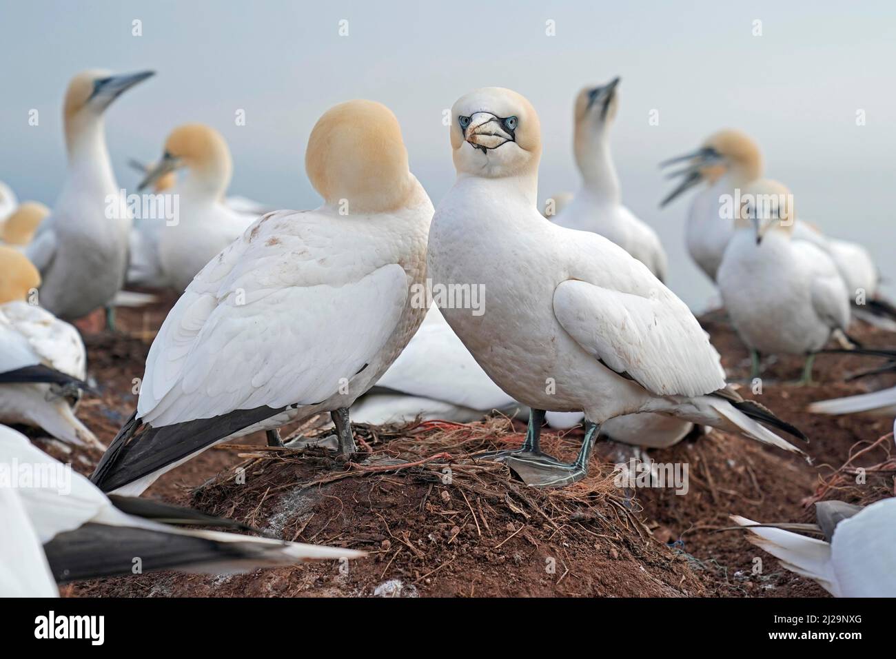 Northern Gannet Sula Bassana Breeding Colony Helgoland Island