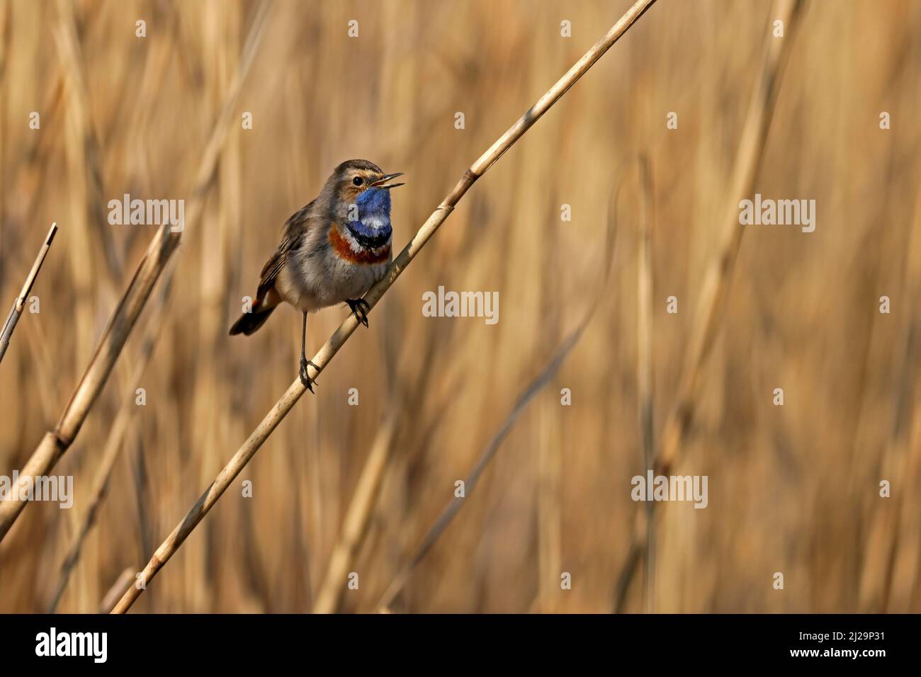 Bluethroat (Luscinia svecica) singing on a reed, wildlife, Germany ...
