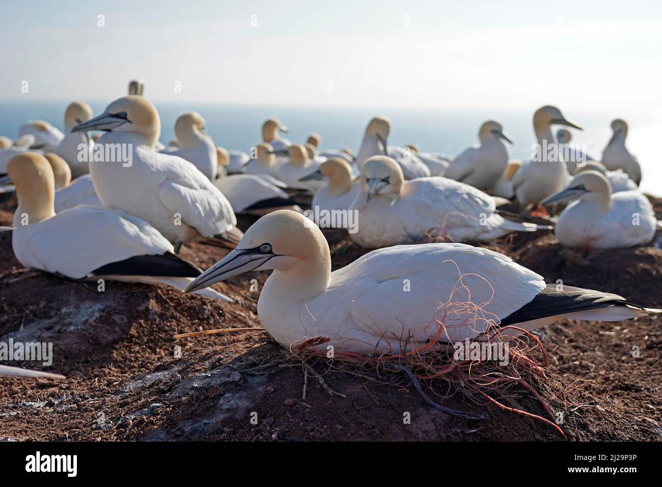 Northern gannet (Sula bassana) breeding colony, Helgoland Island ...