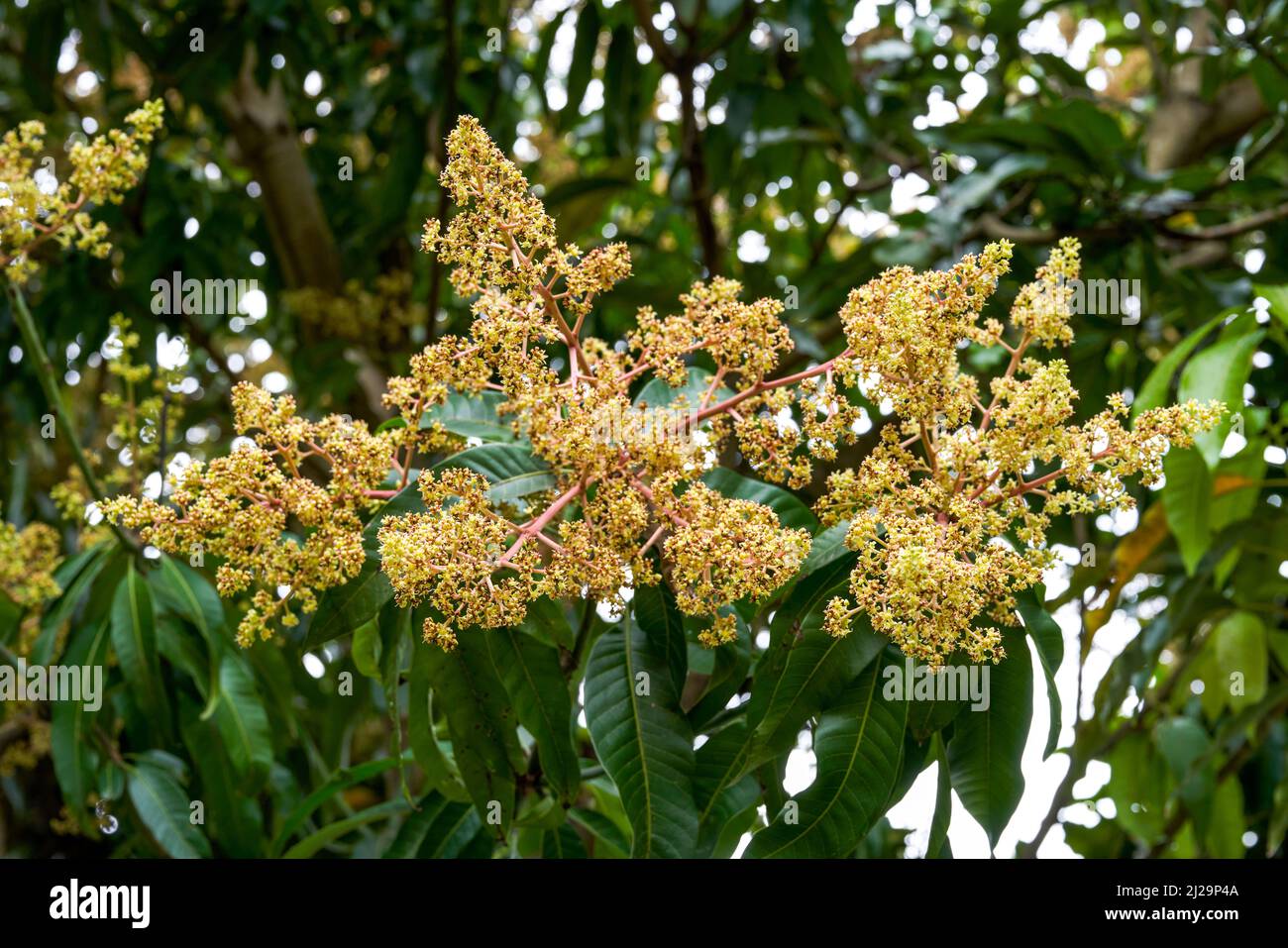 Longan flowers hi-res stock photography and images - Alamy