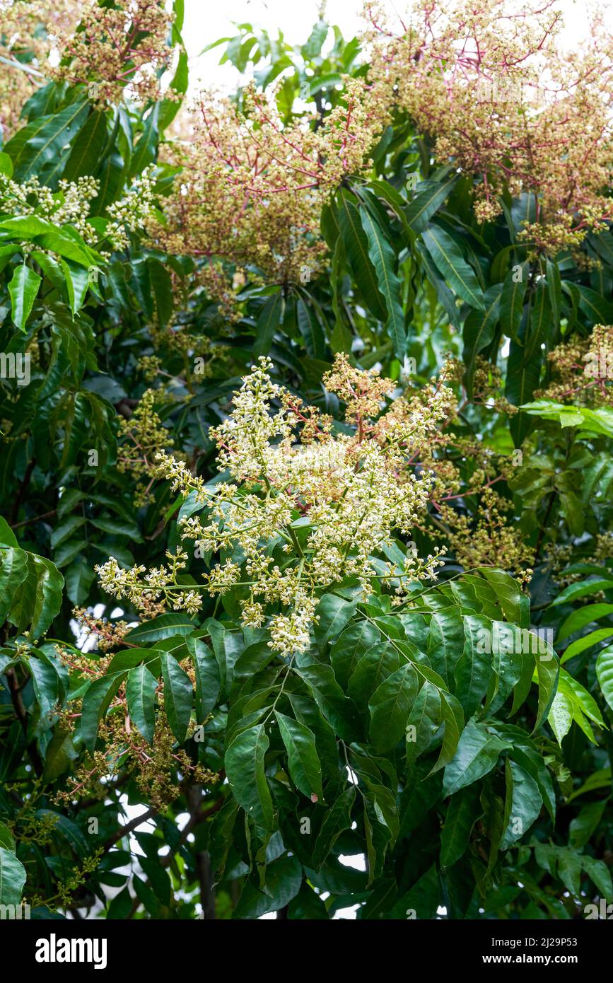 Longan flowers hi-res stock photography and images - Alamy