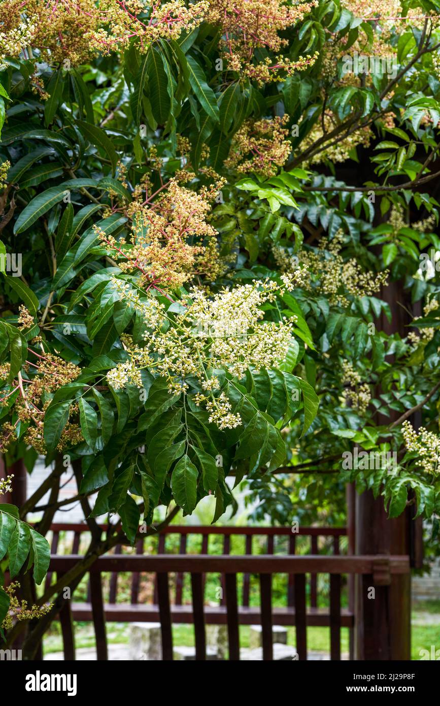 Longan flowers hi-res stock photography and images - Alamy