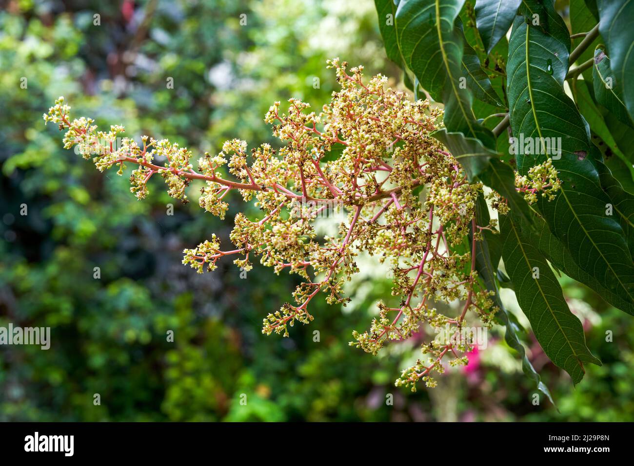 Longan flowers hi-res stock photography and images - Alamy