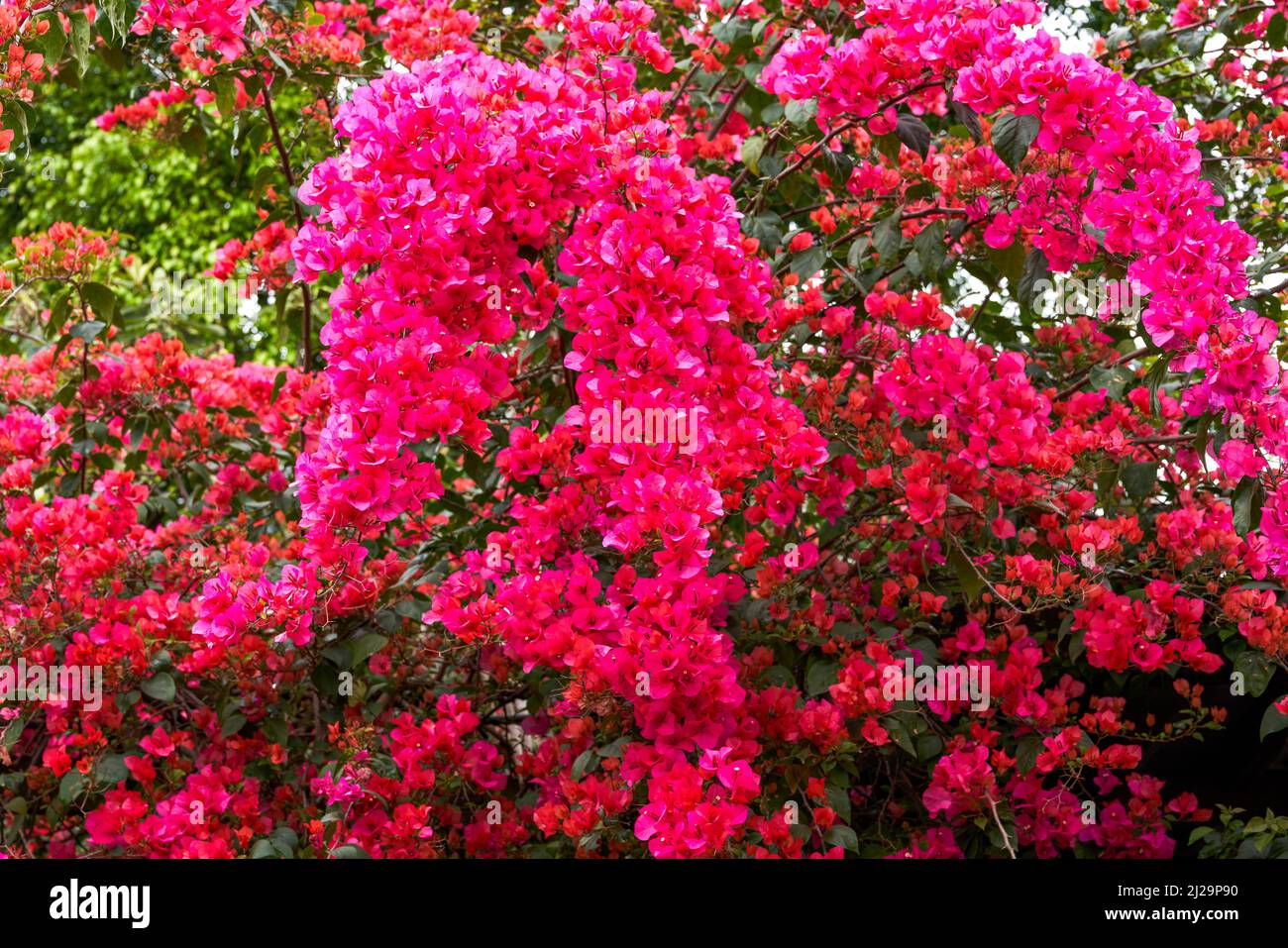 Bougainvillea flower picture hi-res stock photography and images - Alamy
