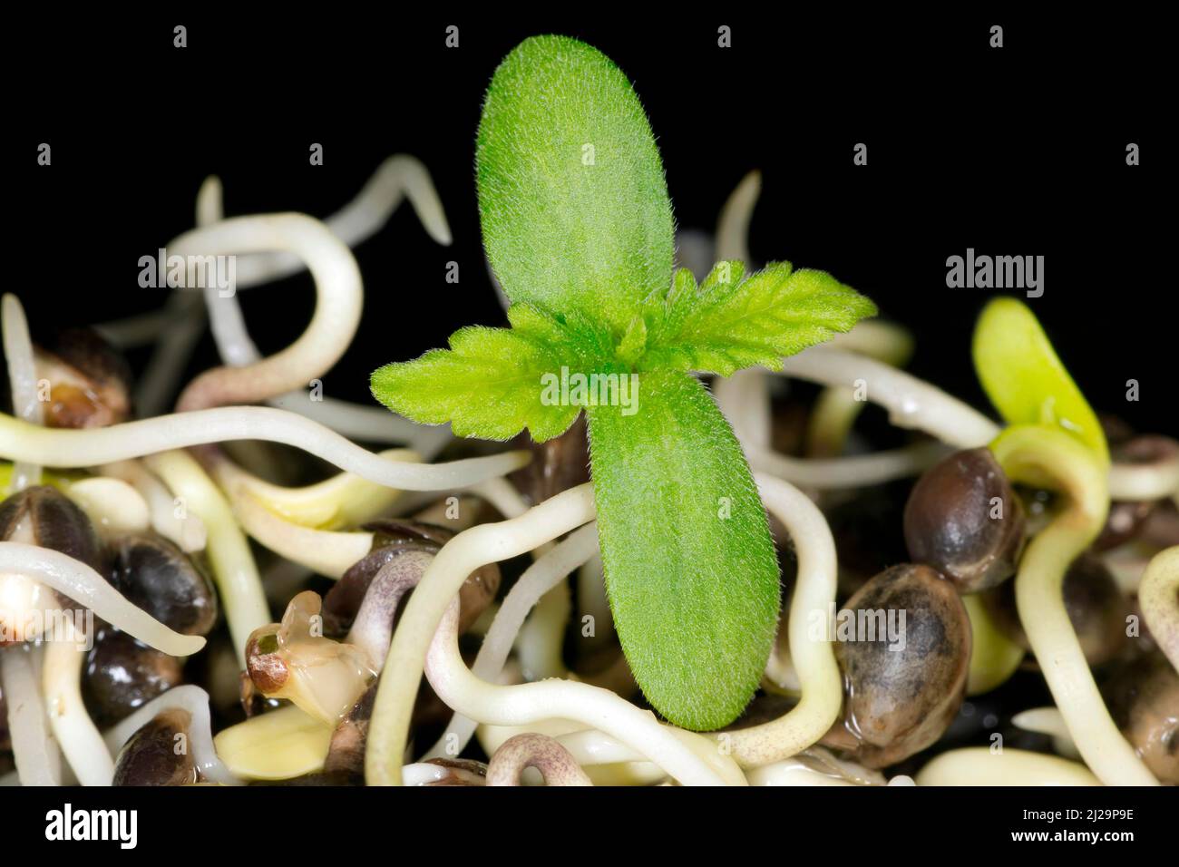 Cannabis sapling hi-res stock photography and images - Alamy