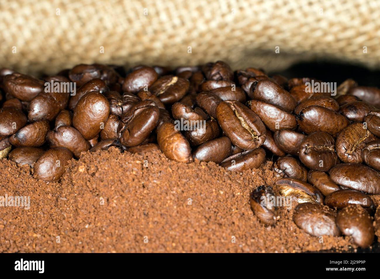 Coffee beans of the Arabica variety lie on top of ground coffee in a ...