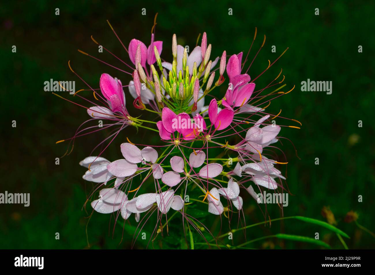 Spiny spiderflower (Cleome spinosa), Pai, Mae Hong Son Province ...
