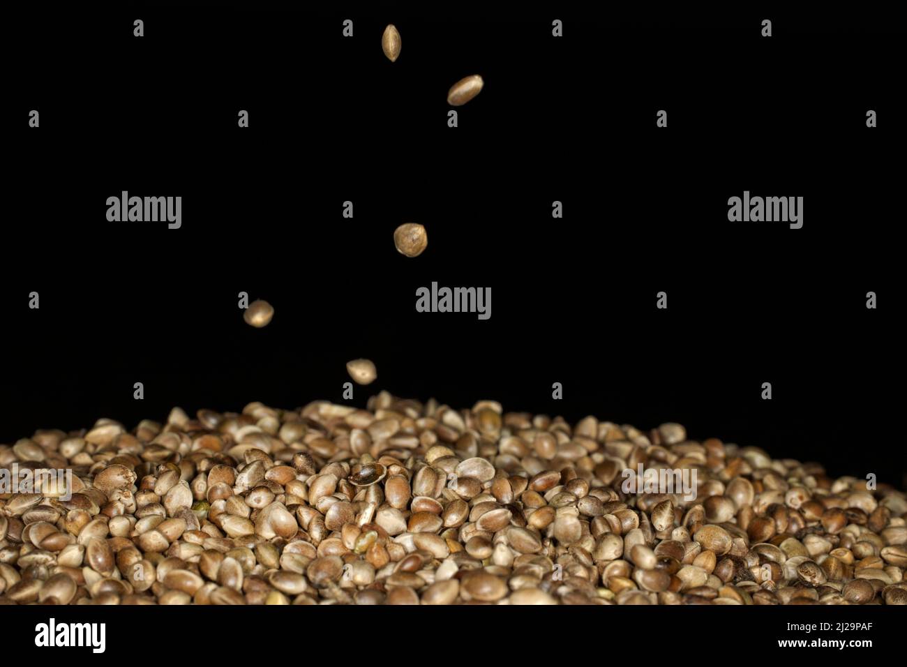 Hemp (Cannabis sativa), studio photography with black background Stock ...