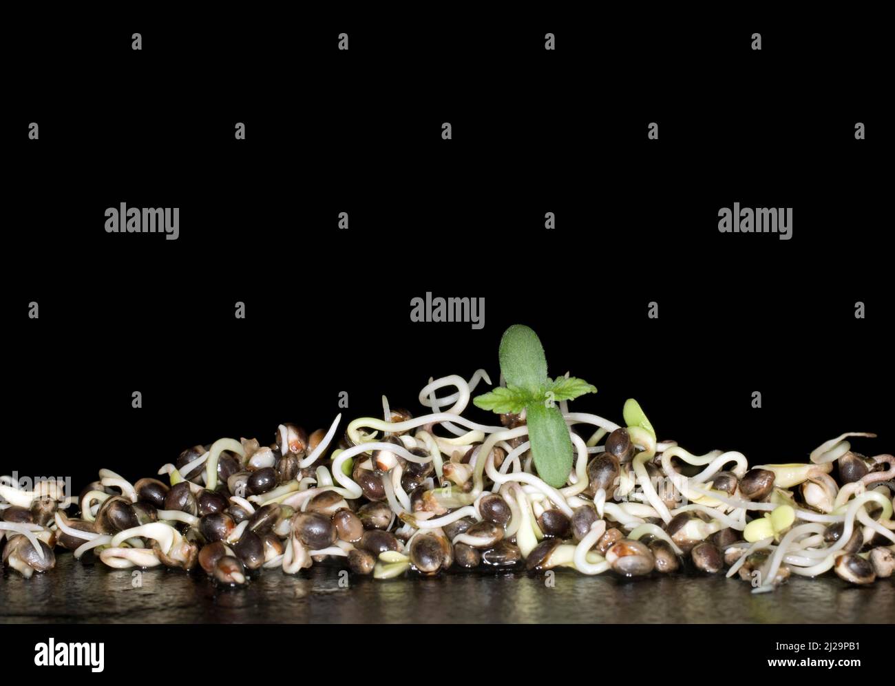 Hemp sprout hi-res stock photography and images - Alamy