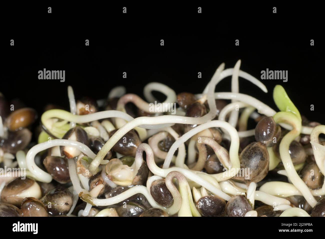Hemp sprout hi-res stock photography and images - Alamy