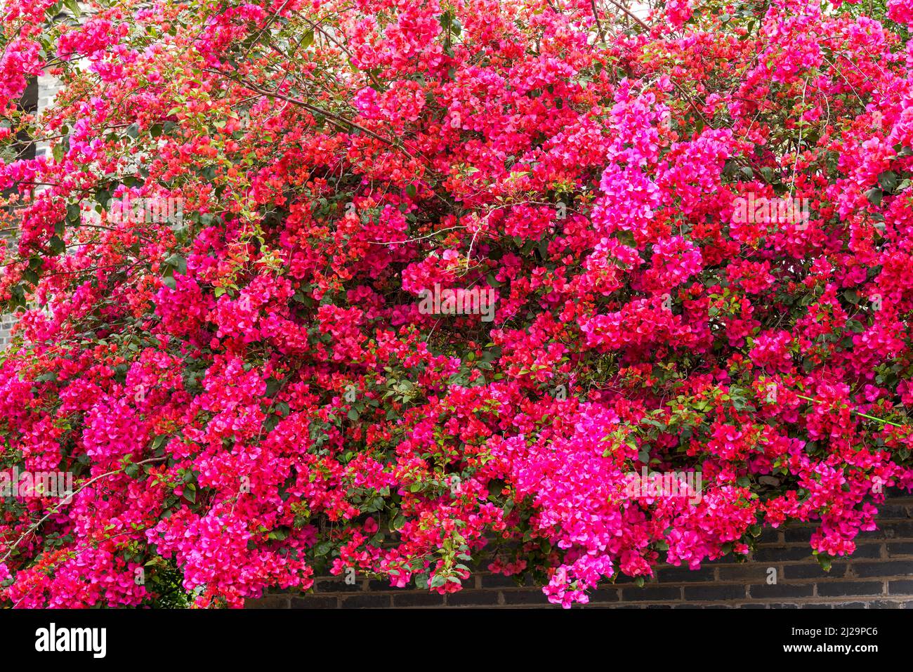 Bougainvillea flower picture hi-res stock photography and images - Alamy