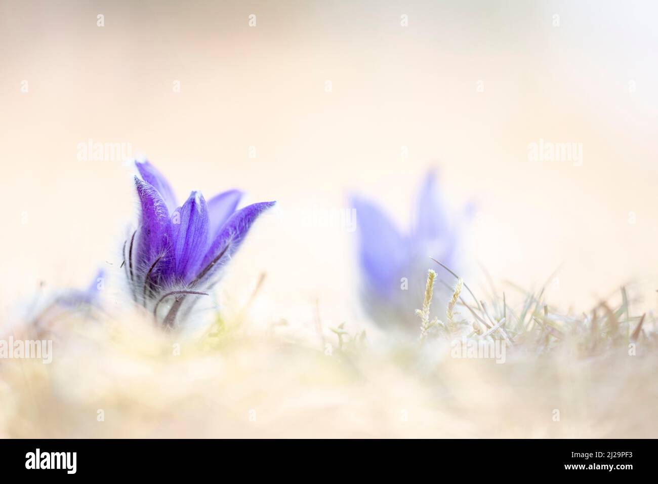 Pasque flower or Pasquebells (Pulsatilla vulgaris) in a meadow, Lower ...