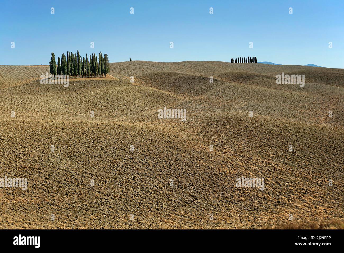 Cypress (Cupressus) group in dry field, Torrenieri, San Quirico dOrcia ...