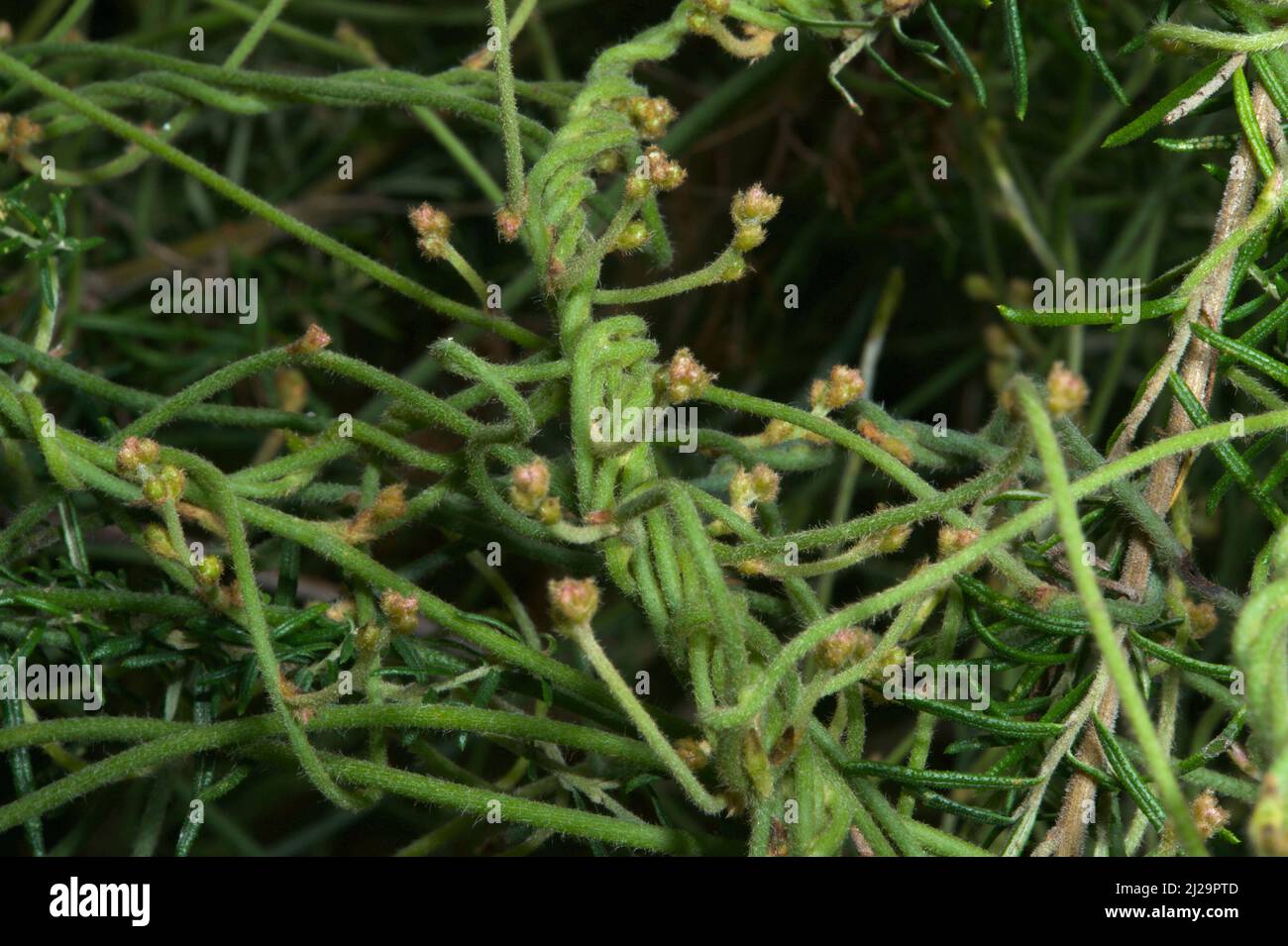 Downie Dodder or Dodder Laurel (Cassytha Pubescens) is common in ...