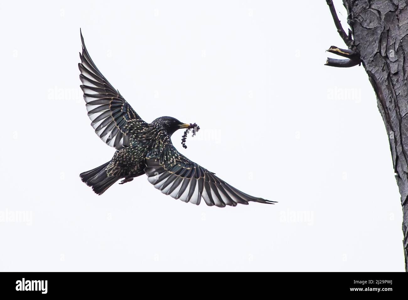 Flying common starling (Sturnus vulgaris) with wings spread, with ...