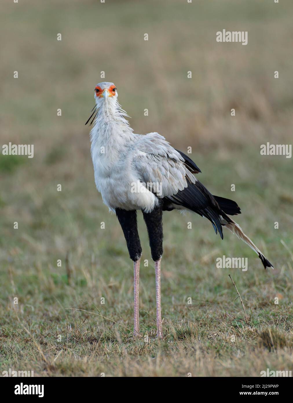 Secretary bird (Sagittarius serpentarius Stock Photo - Alamy