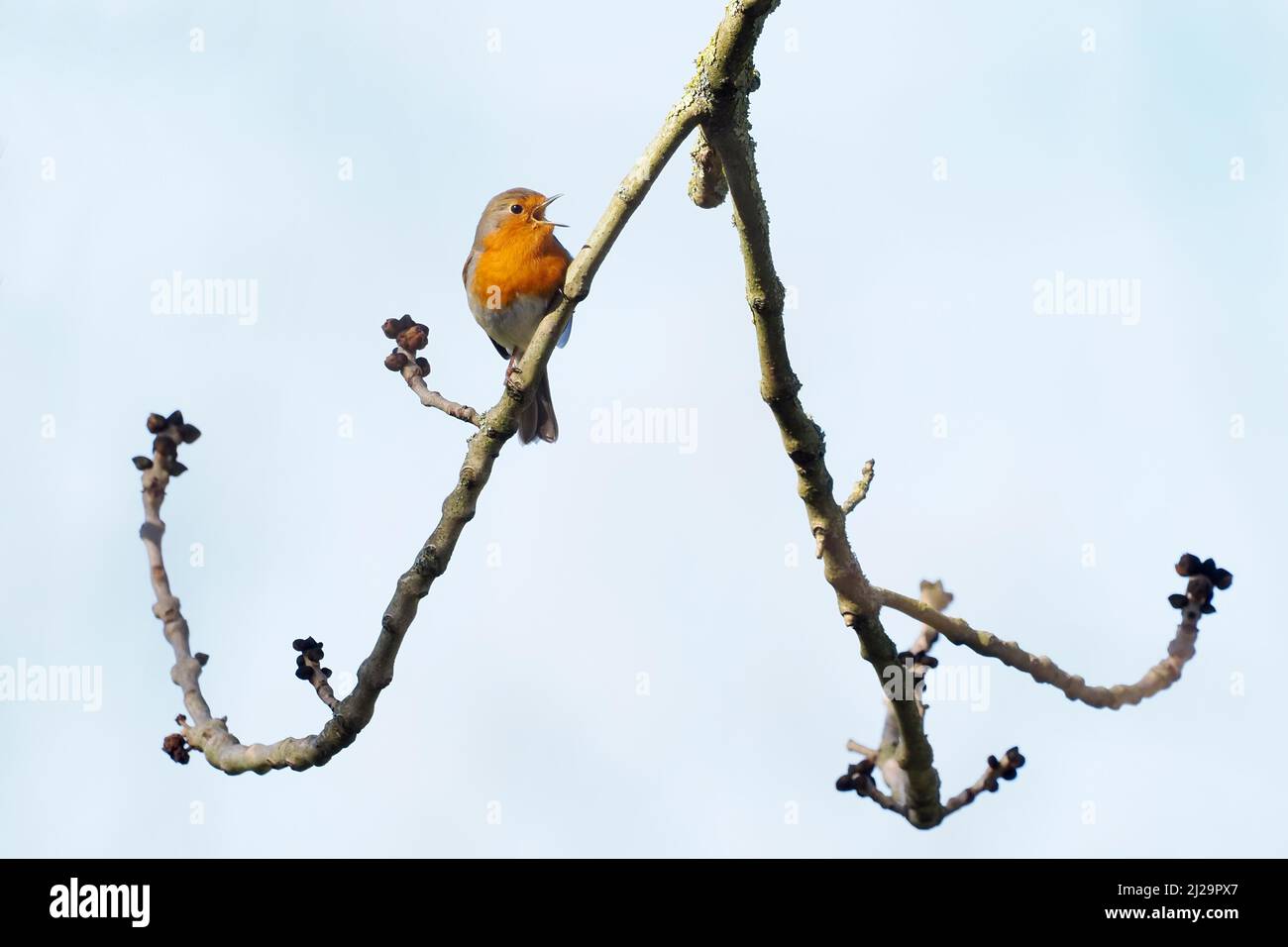 Chirping robin hi-res stock photography and images - Alamy