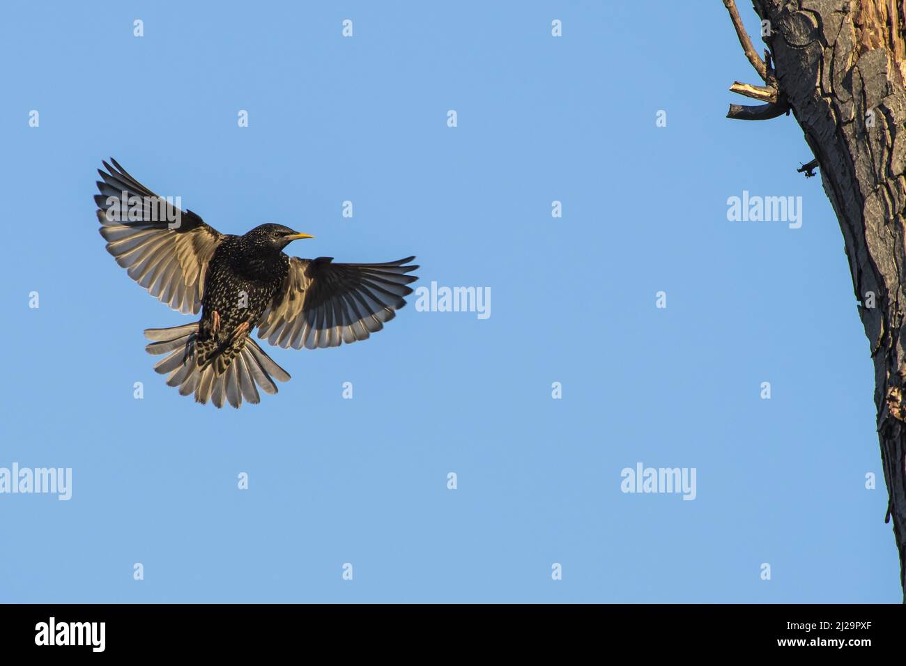 Flying common starling (Sturnus vulgaris) with spread wings approaching ...