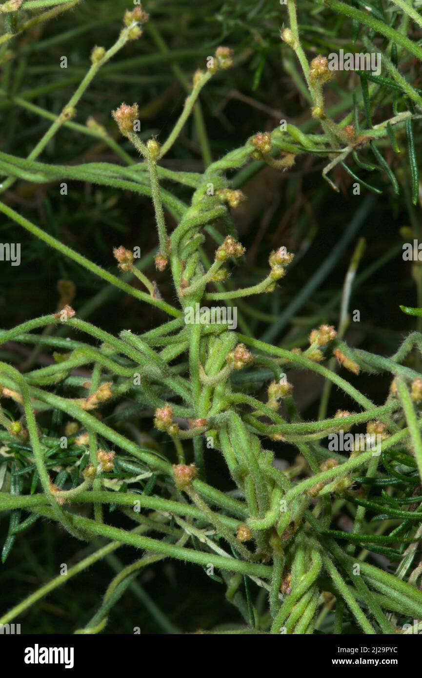 Downie Dodder or Dodder Laurel (Cassytha Pubescens) is common in ...