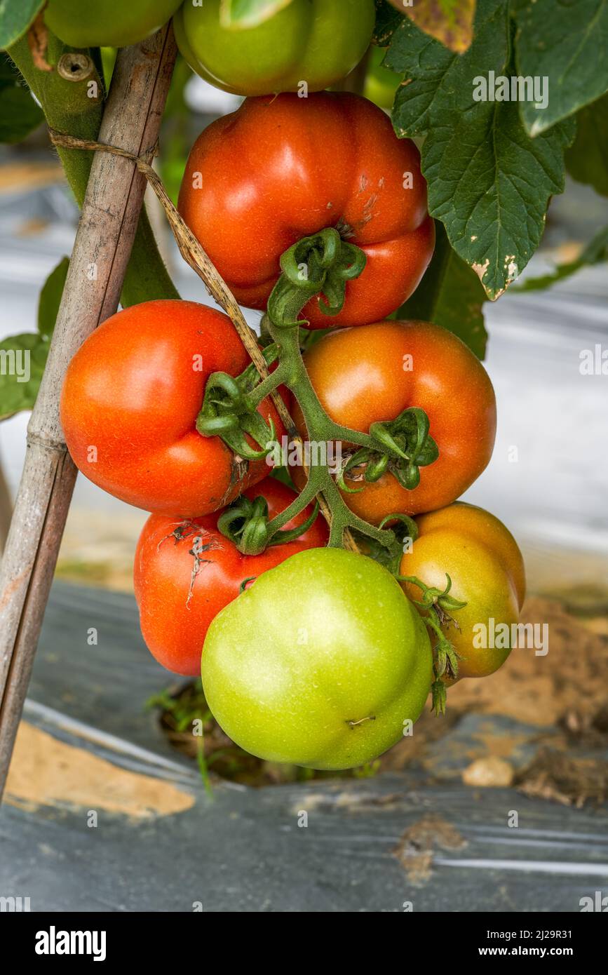 Tomatoes growing in commercial greenhouse hi-res stock photography and ...