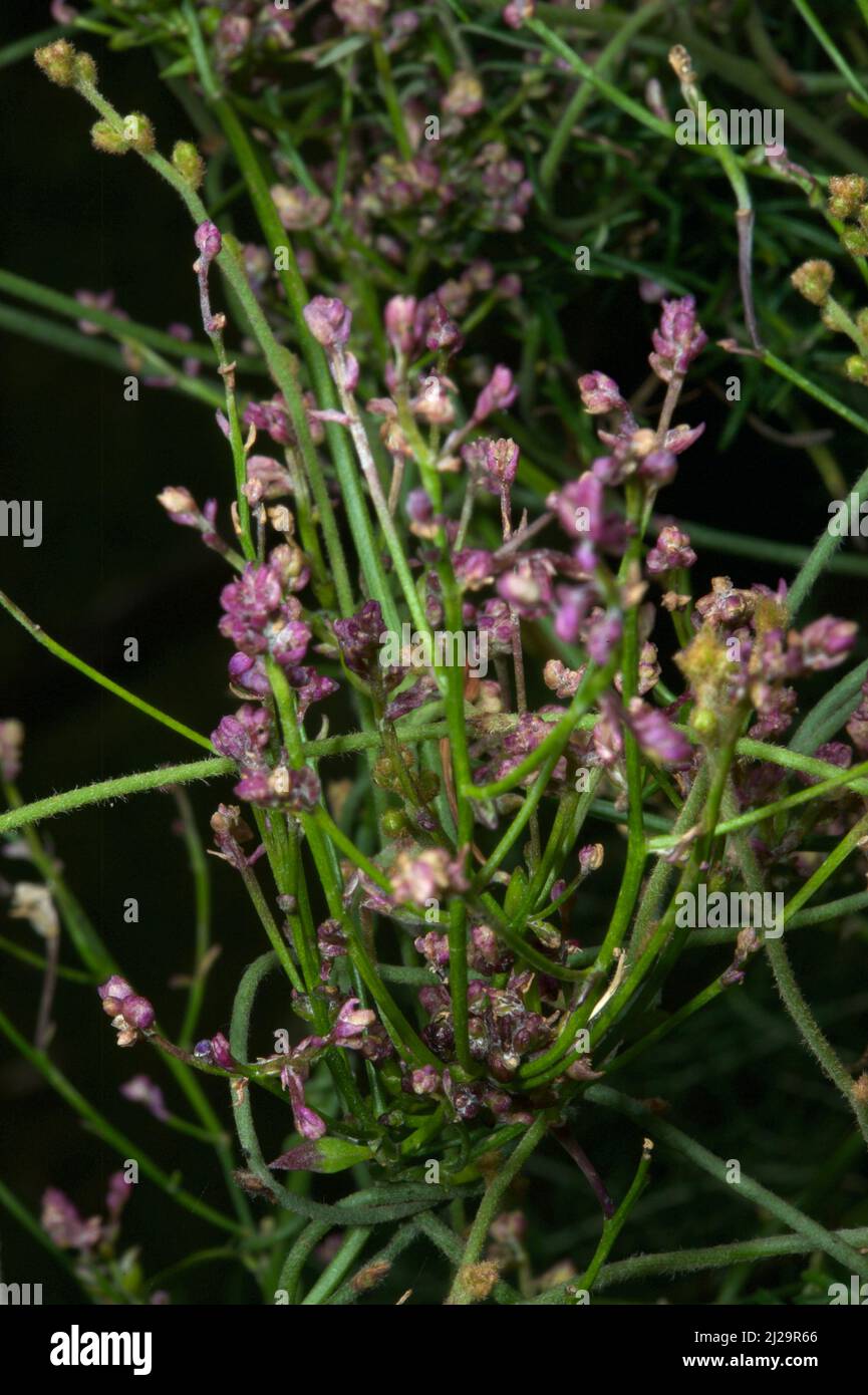 Cassytha pubescens hi-res stock photography and images - Alamy