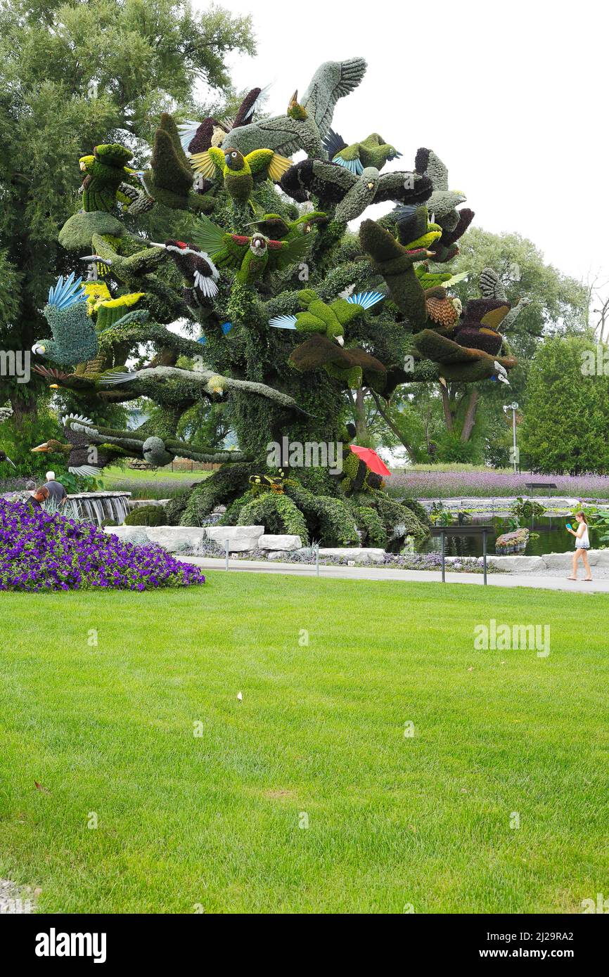 Birds canada design hi-res stock photography and images - Alamy