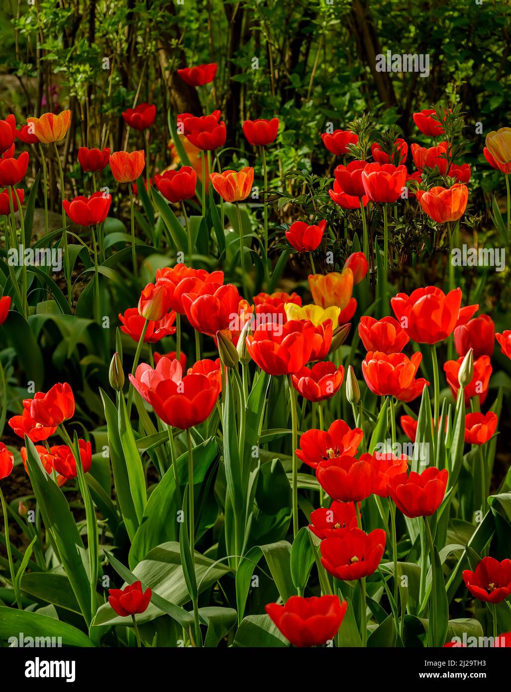 Bright color backgrounds of spring flowers of various colors Stock ...