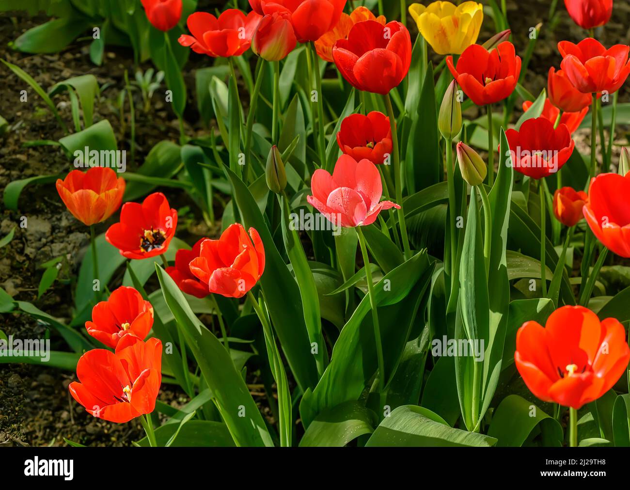 Bright color backgrounds of spring flowers of various colors Stock ...