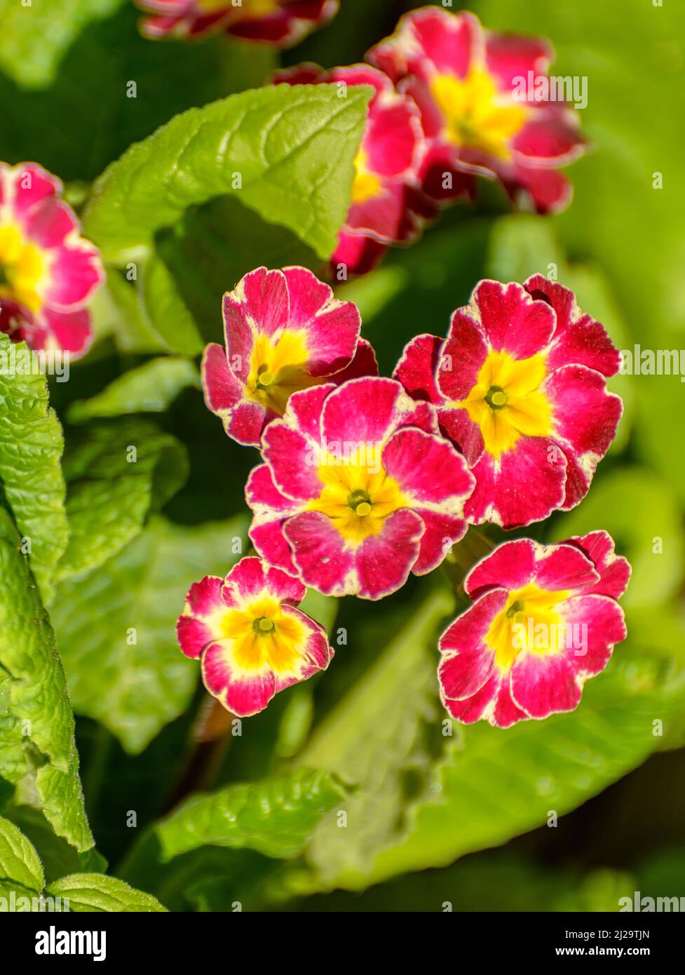 Bright color backgrounds of spring flowers of various colors Stock ...