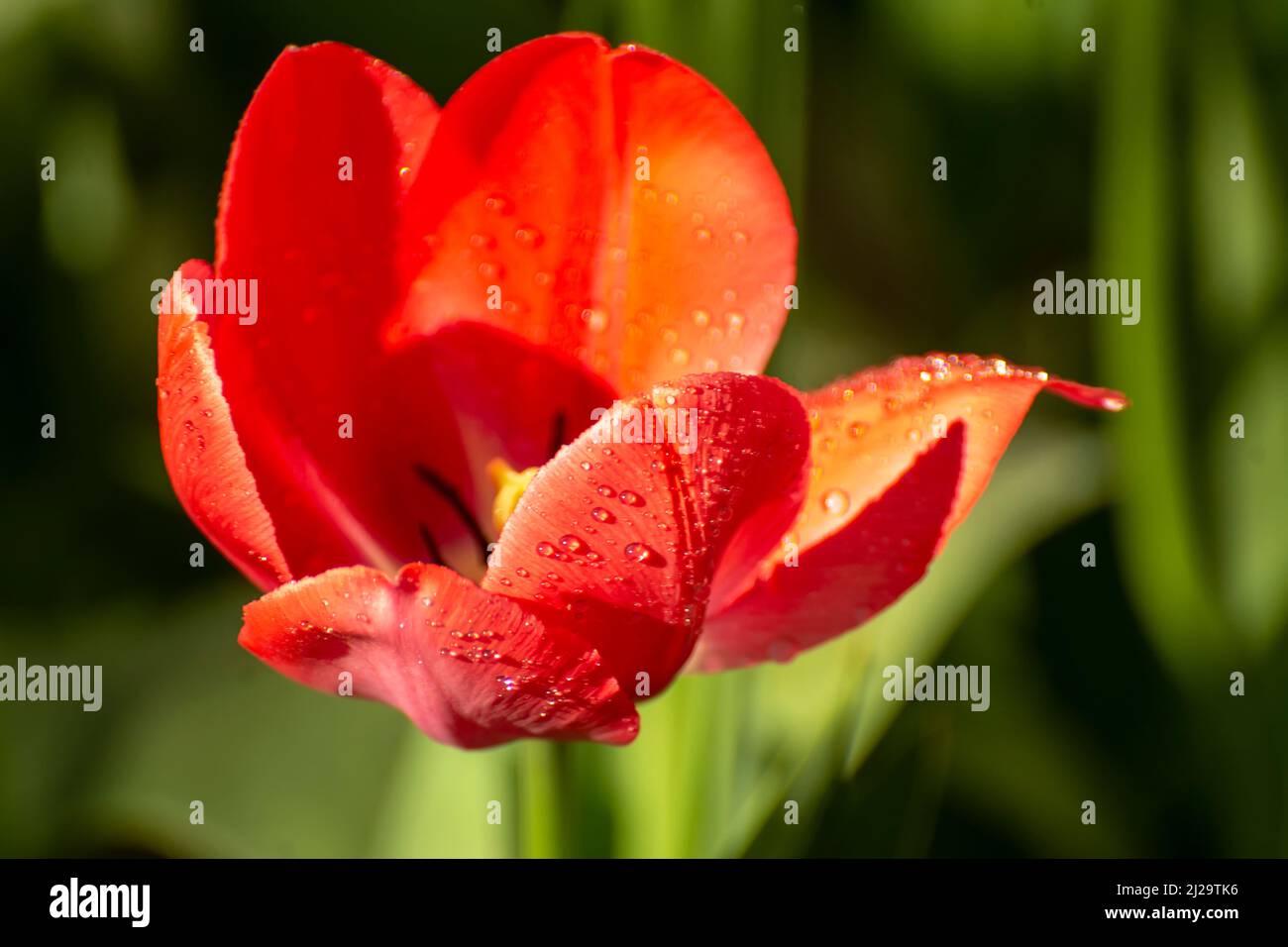 Bright color backgrounds of spring flowers of various colors Stock ...