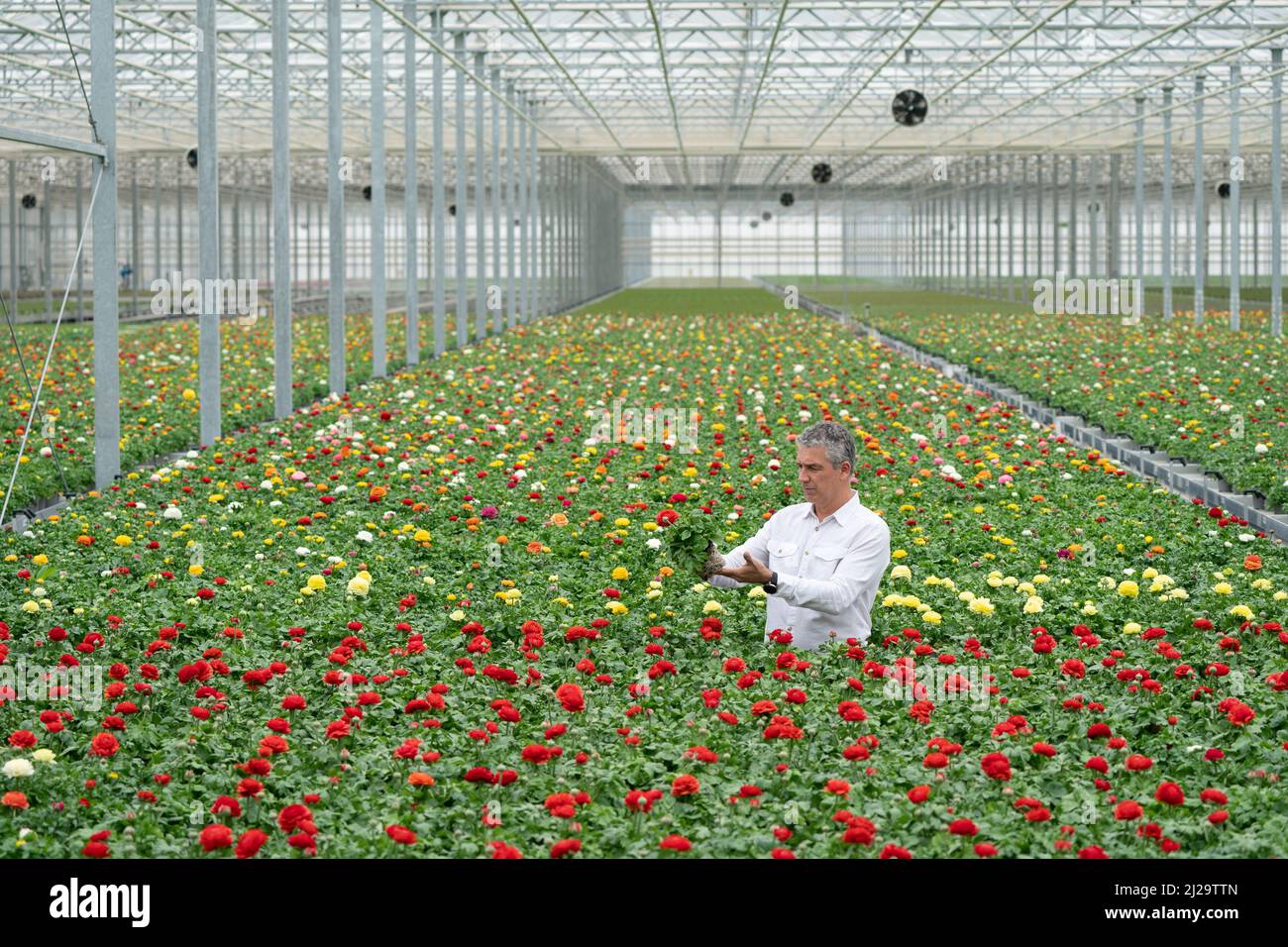 Head of growing Antonio Rodrigues amongst a sea of ranunculus plants at ...