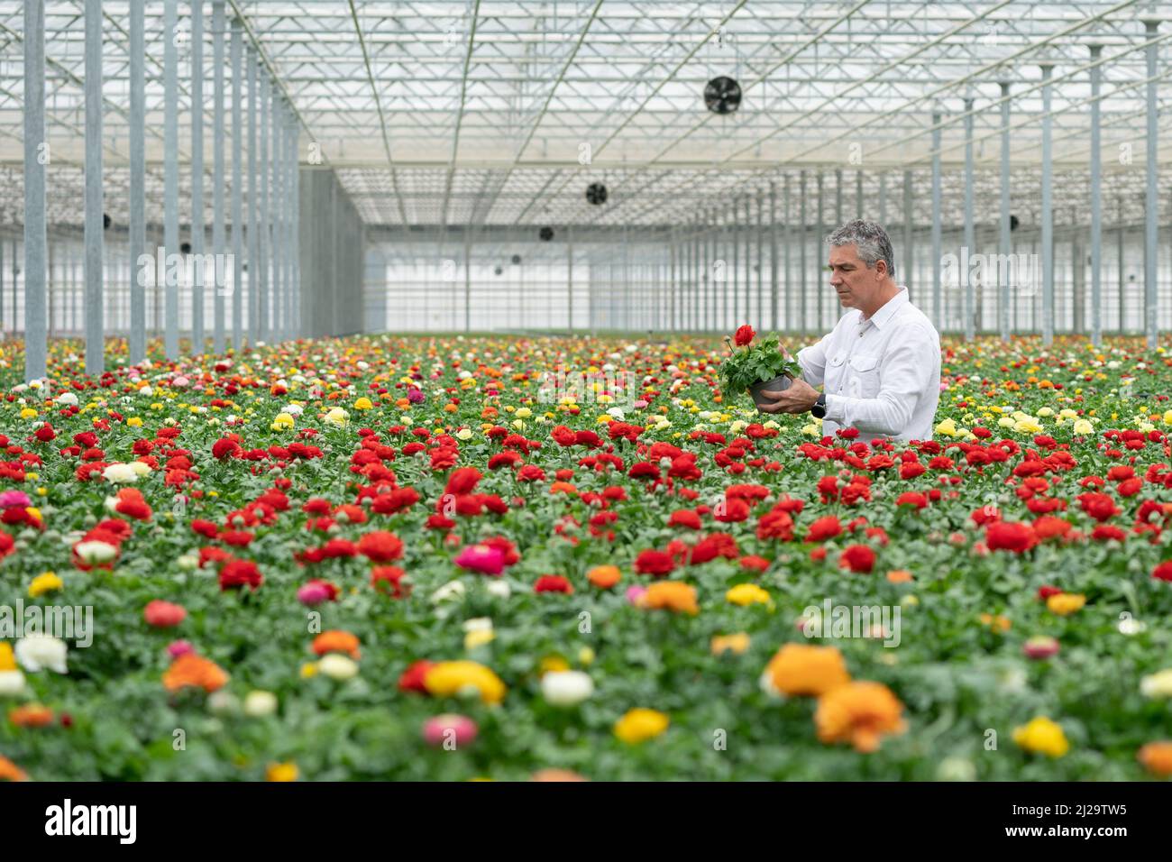Head of growing Antonio Rodrigues amongst a sea of ranunculus plants at ...