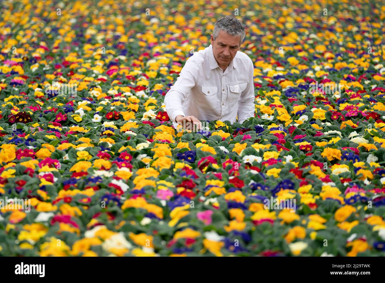 Head of growing Antonio Rodrigues inspects a crop of primroses at ...