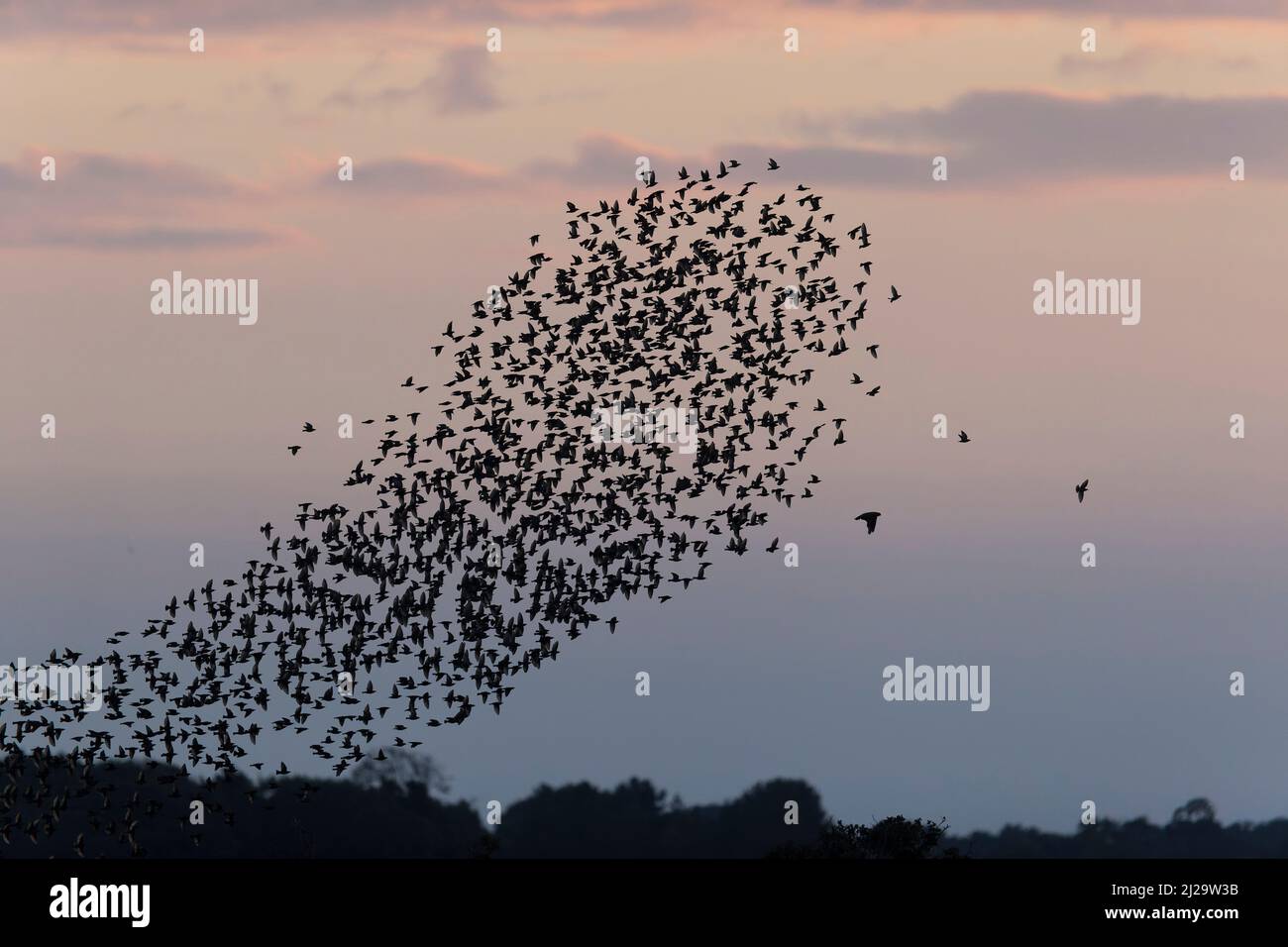 Predator chasing prey hi-res stock photography and images - Alamy