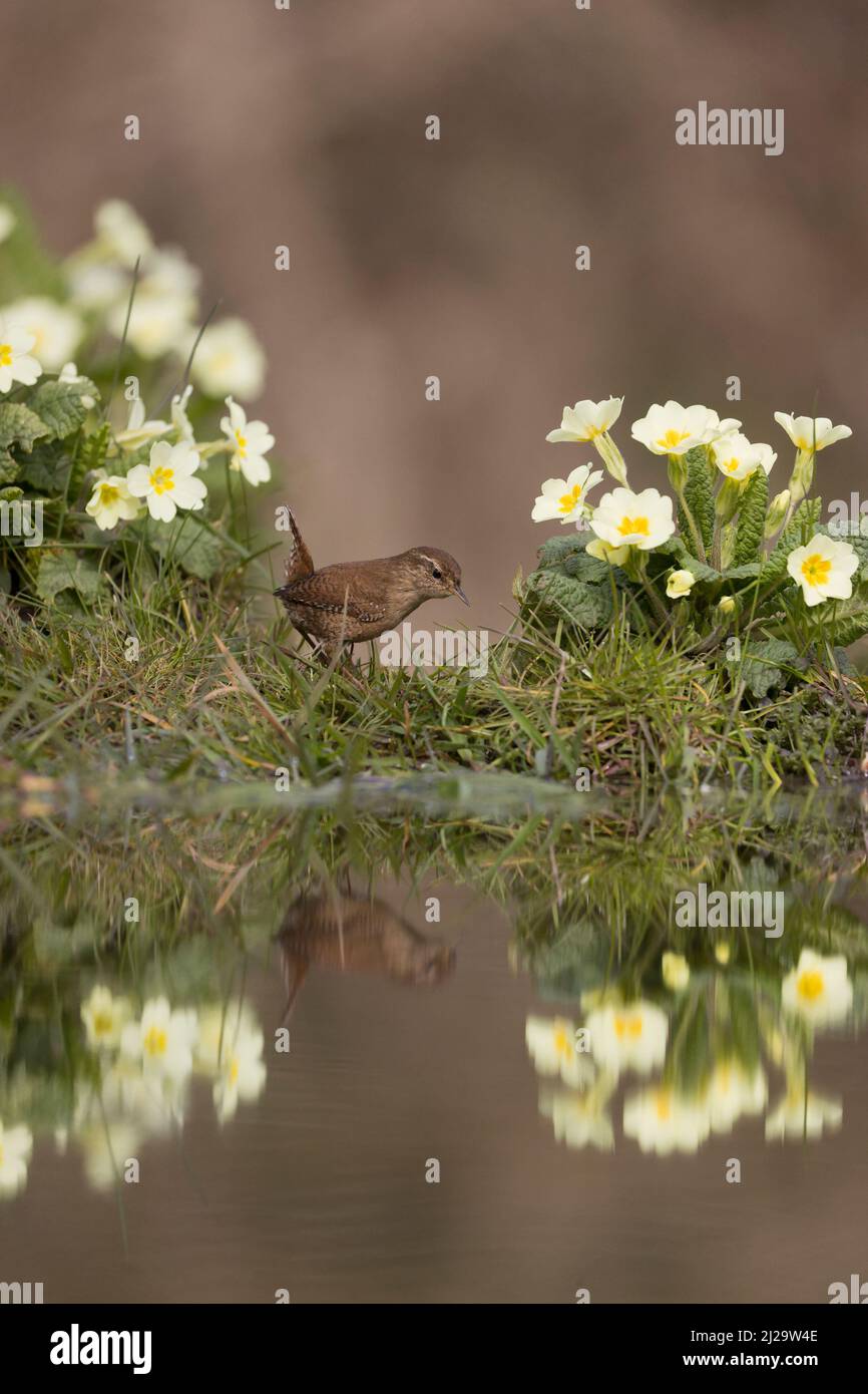 Troglodytes vulgaris hi-res stock photography and images - Alamy