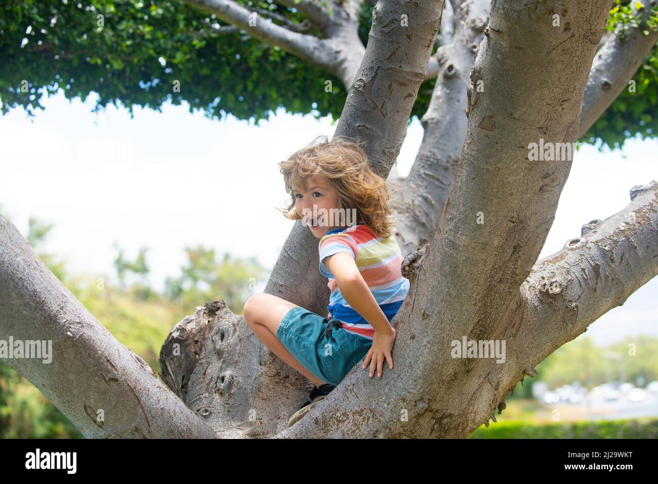 Child boy climbing high tree in the summer park. Portrait of cute kid ...
