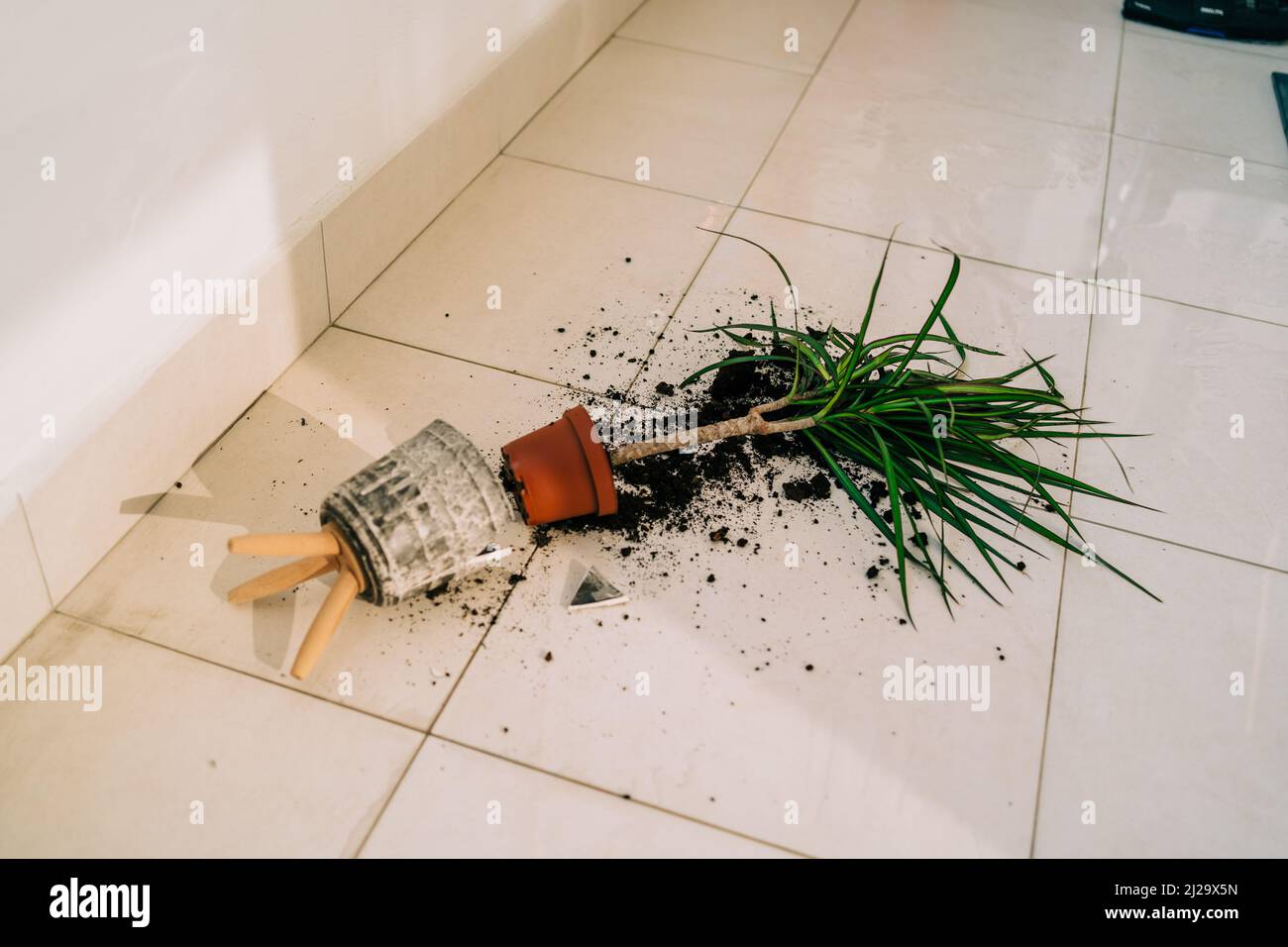 Broken flower pot on the floor with spilled soil and damaged plant ...