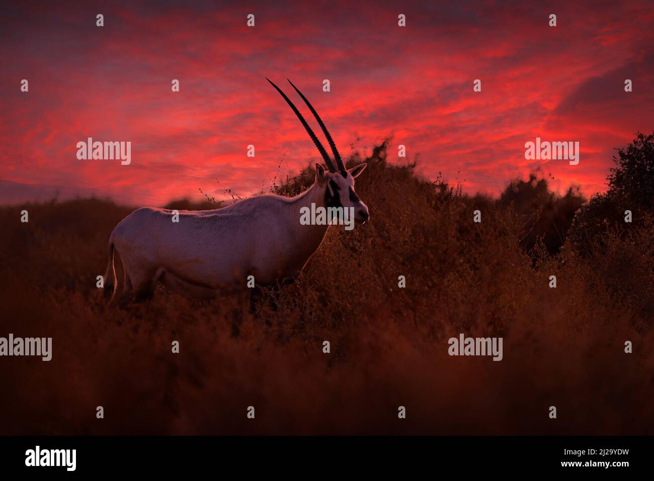 Sunset - oryx in red violet evening. Arabian oryx or white oryx, Oryx ...