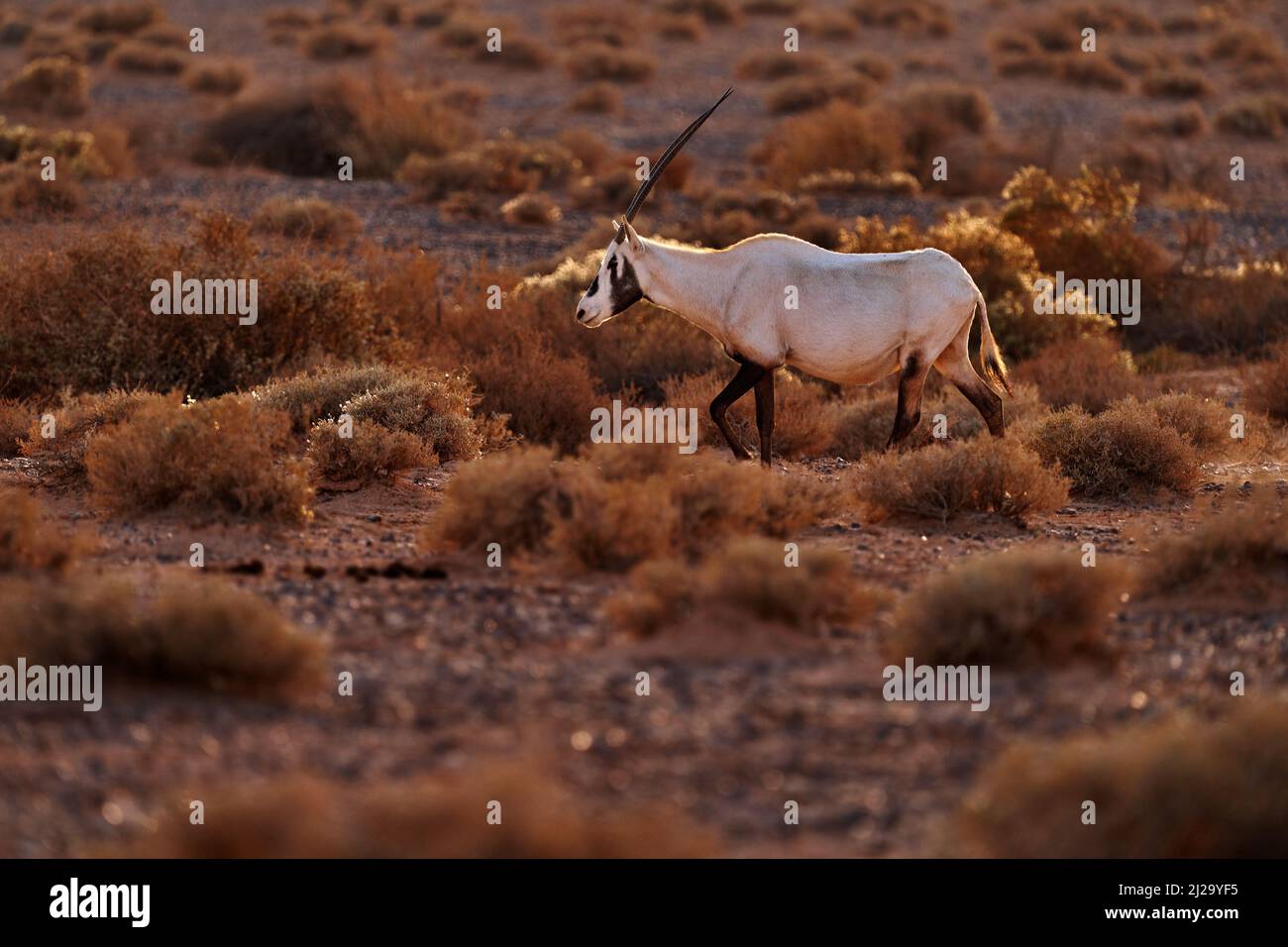 Travel Jordan, Arabia nature. Arabian oryx or white oryx, Oryx leucoryx ...