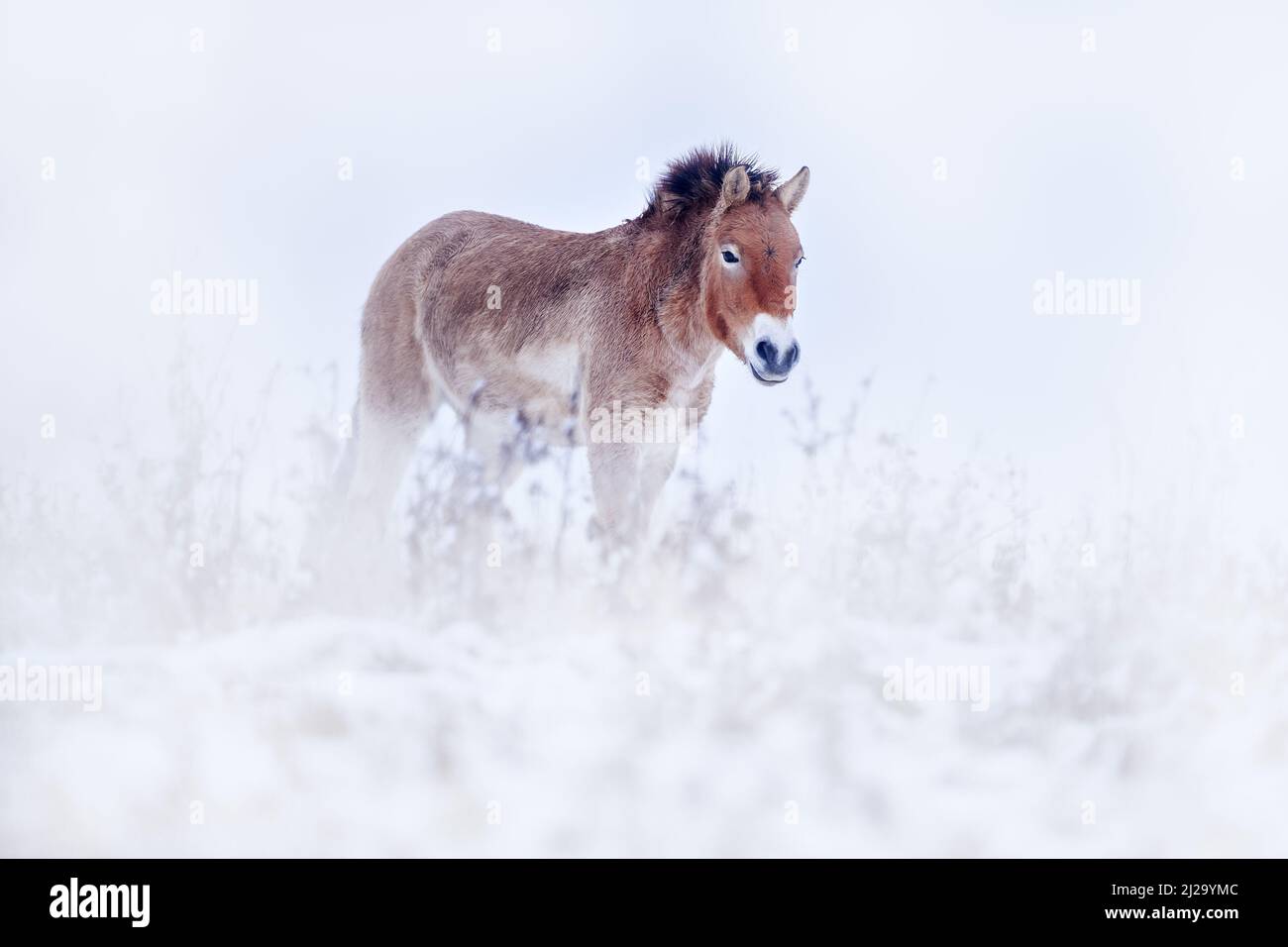 Winter Mongolia. Przewalski's Horse with snow, nature habitat in ...